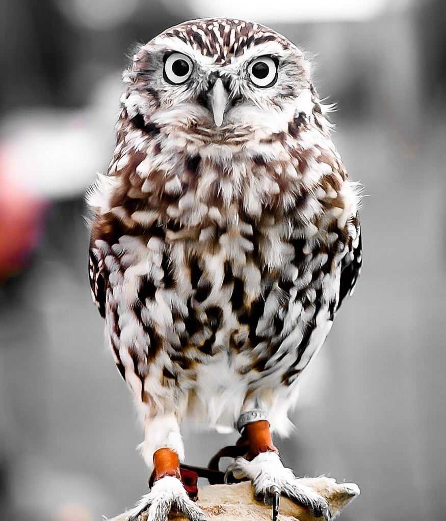 My First Viewbug Awards - Things going from strength to strength